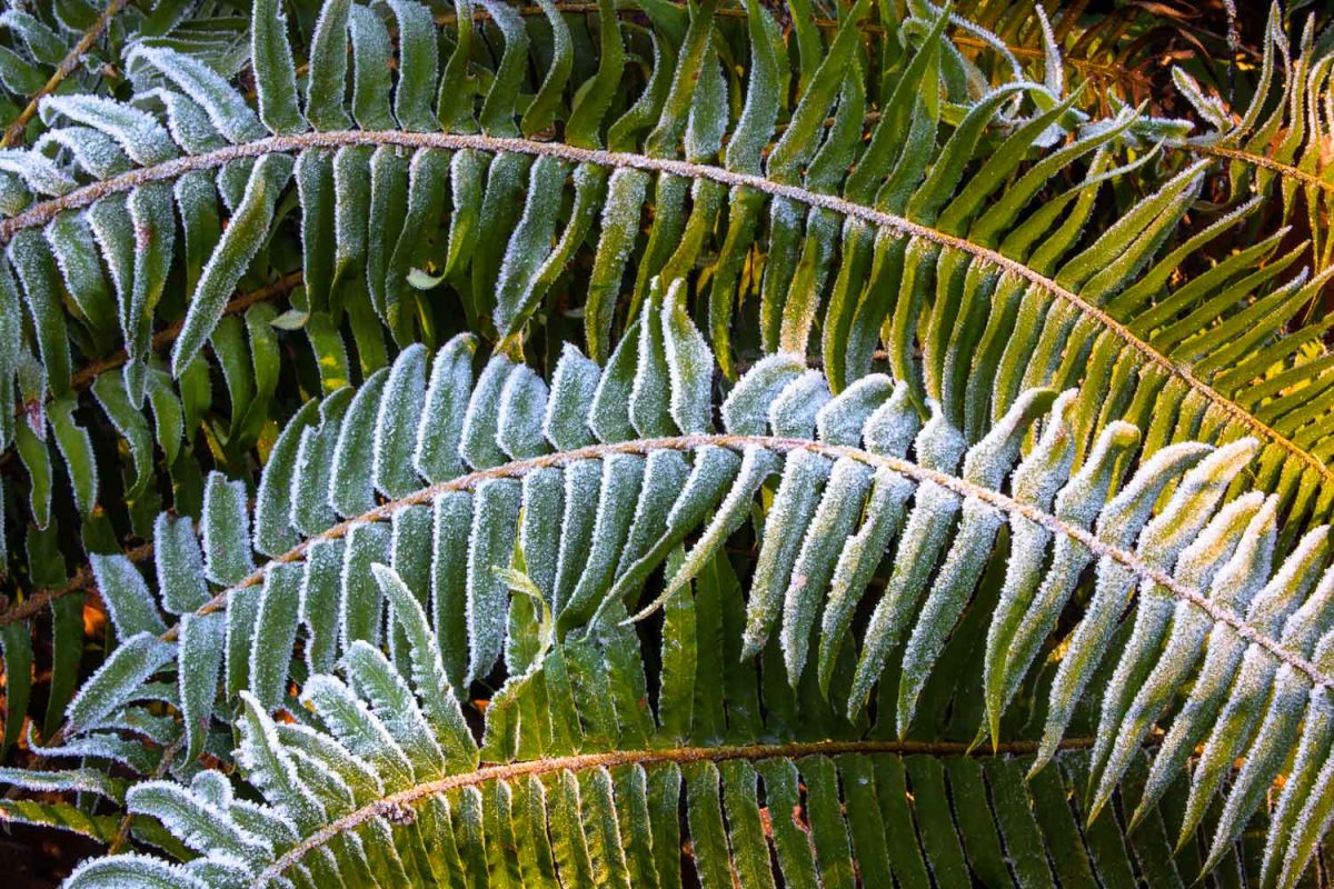 Flora – John D'Onofrio